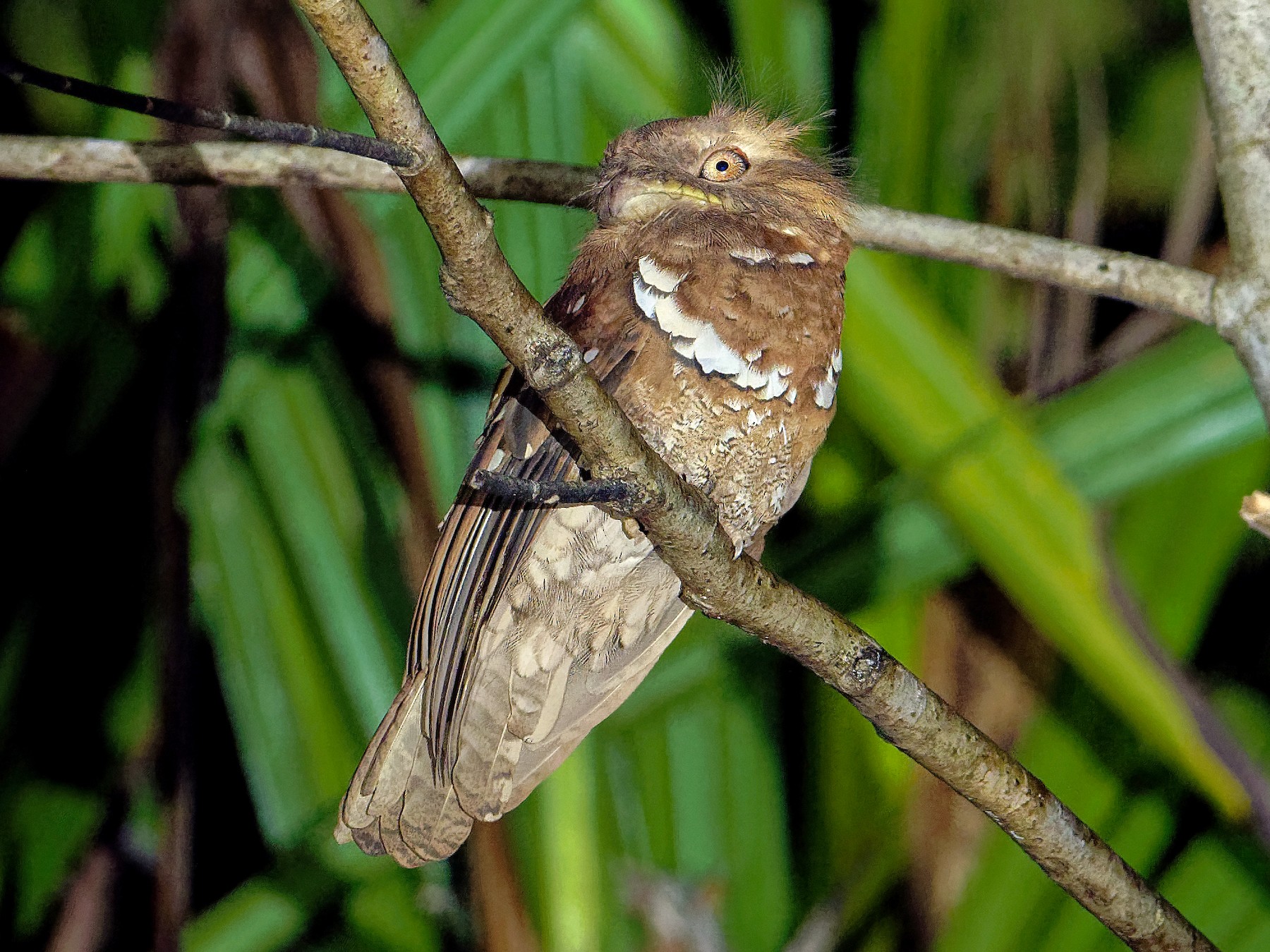 Philippine Frogmouth - eBird