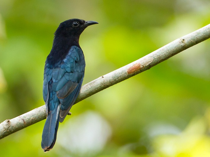 Philippine Drongo-Cuckoo - eBird