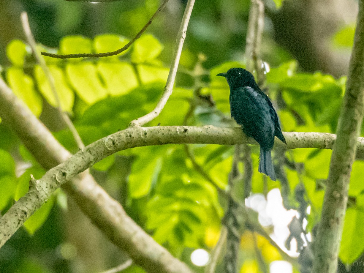 Philippine Drongo-Cuckoo - eBird