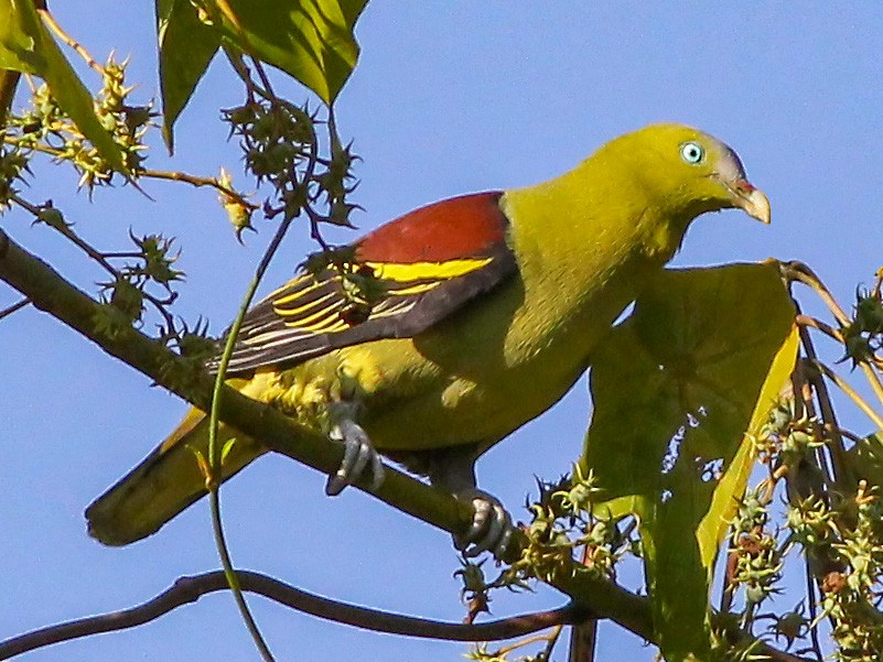 Philippine Green Pigeon - eBird