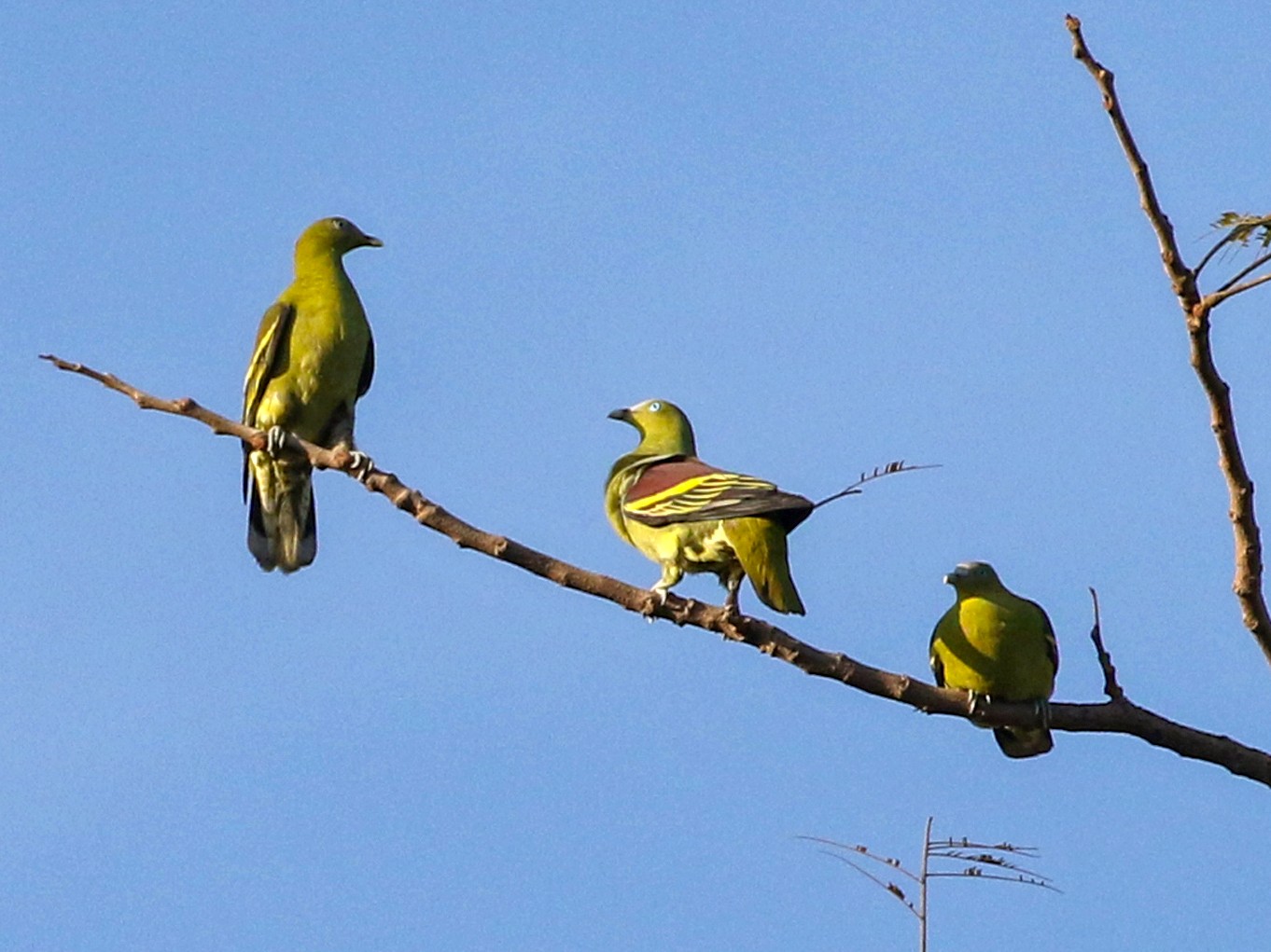 Philippine Green-Pigeon - eBird