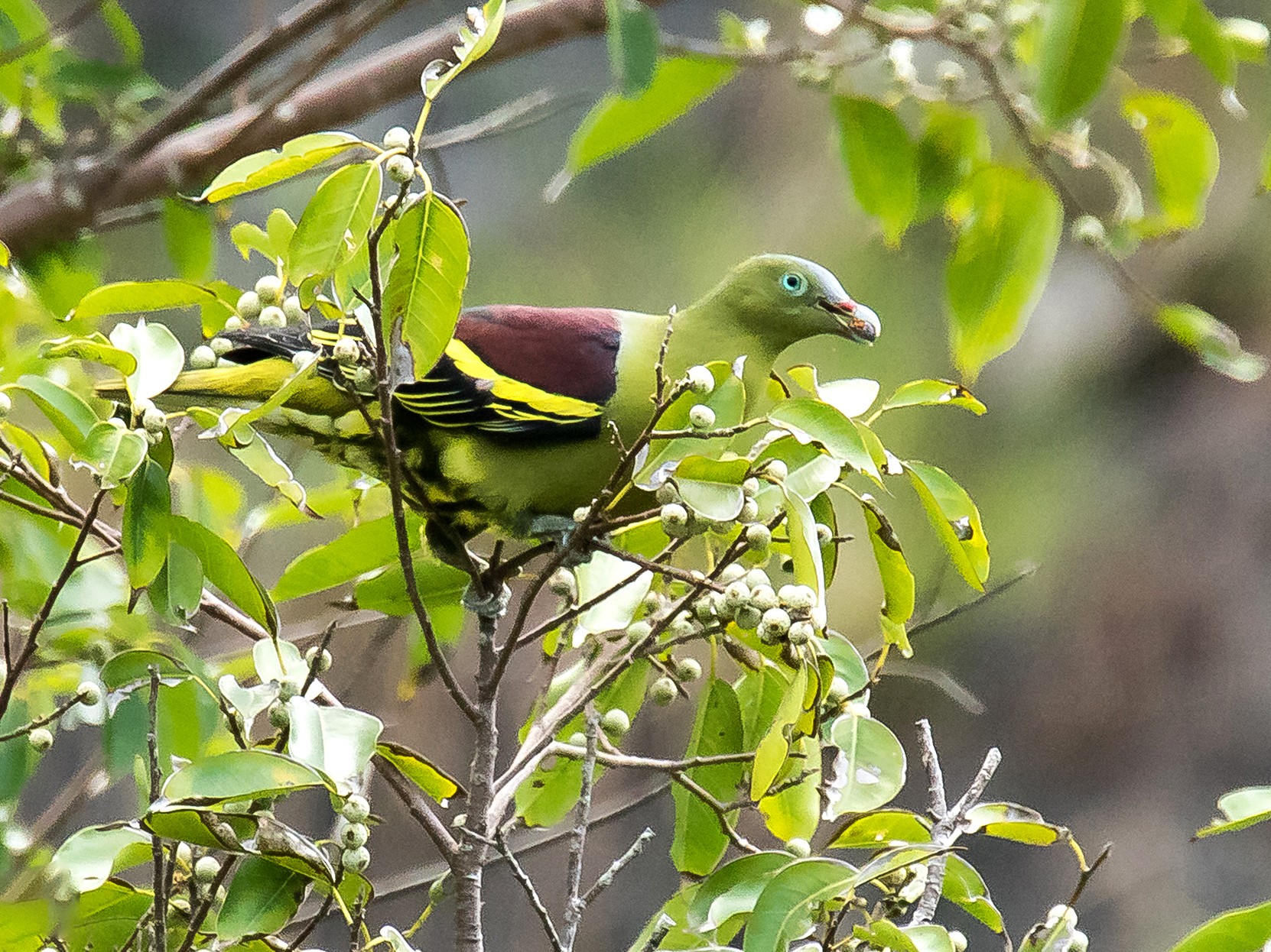 Philippine Green-Pigeon - eBird