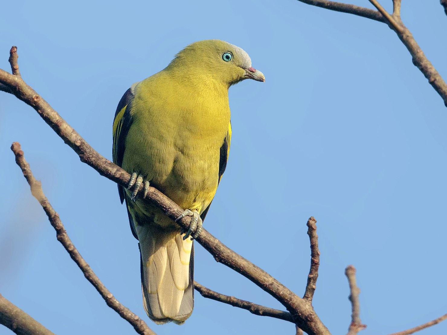 Philippine Green-Pigeon - eBird