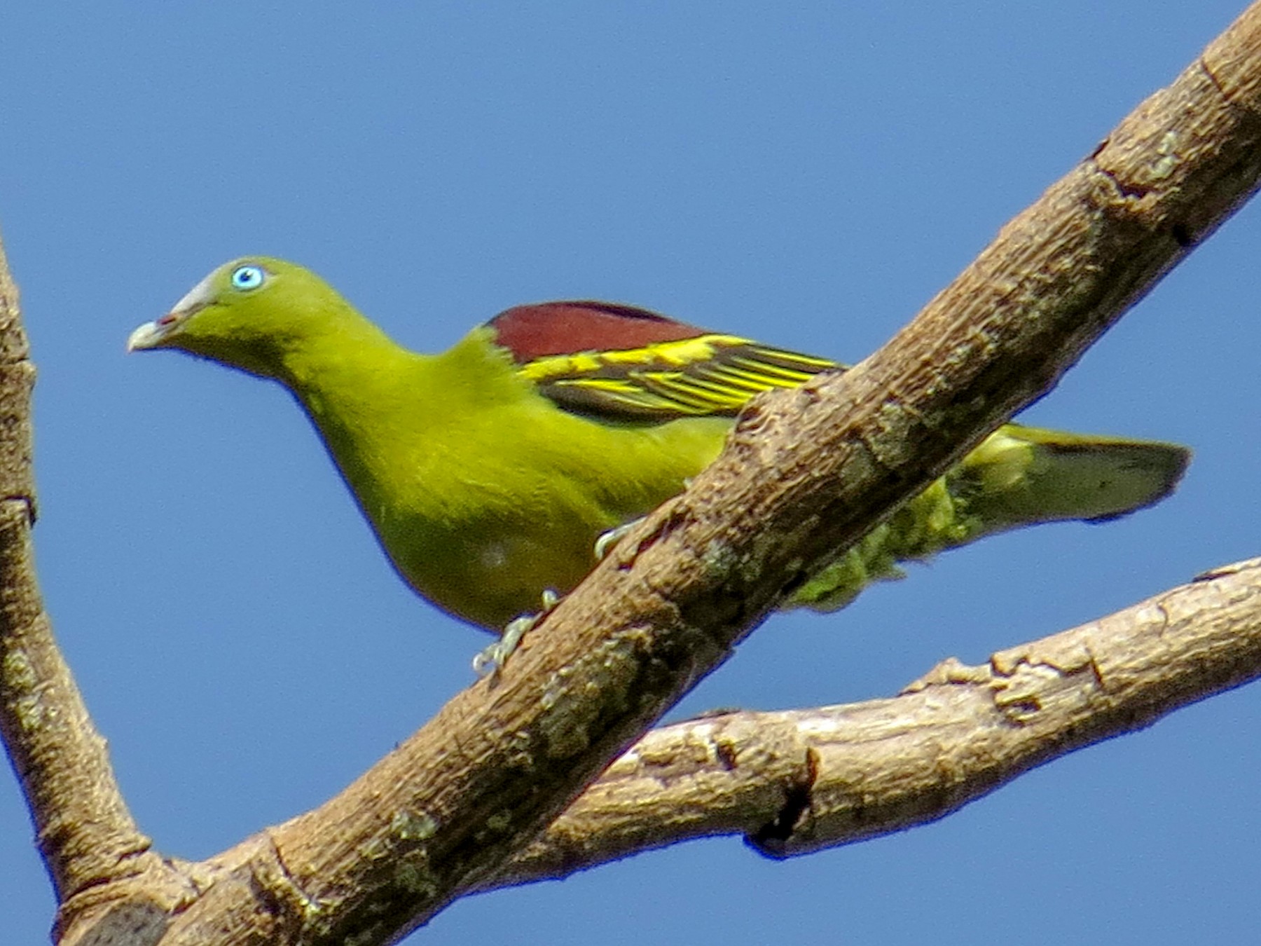 Philippine Green-Pigeon - eBird