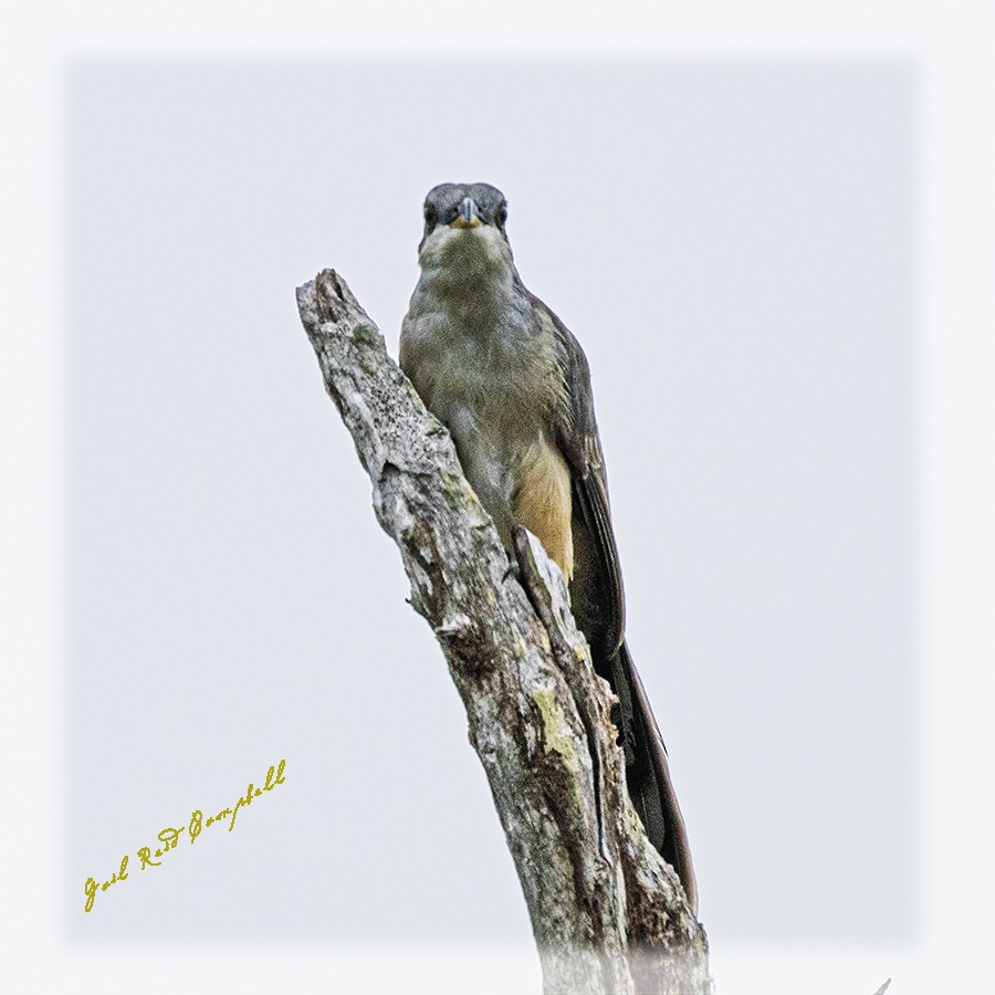 Cuculidae sp. - eBird