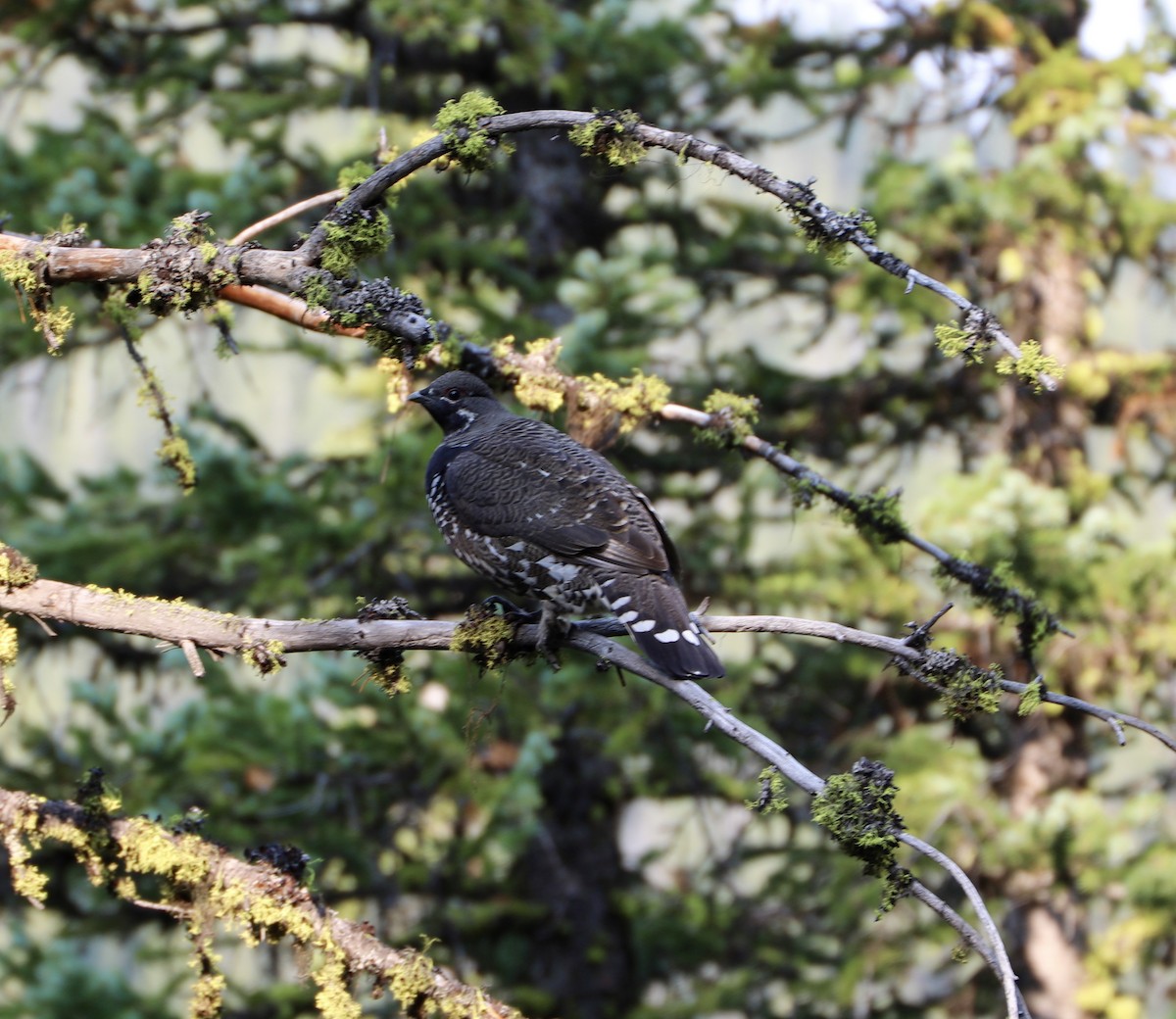 eBird Checklist - 2 Oct 2020 - Silver Creek Ditch - 7 species