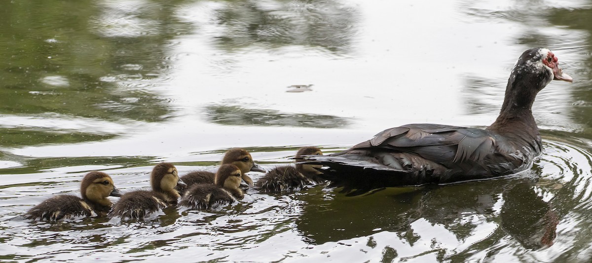 eBird Checklist - 3 Oct 2020 - Demetree Park - 35 species (+1 other taxa)
