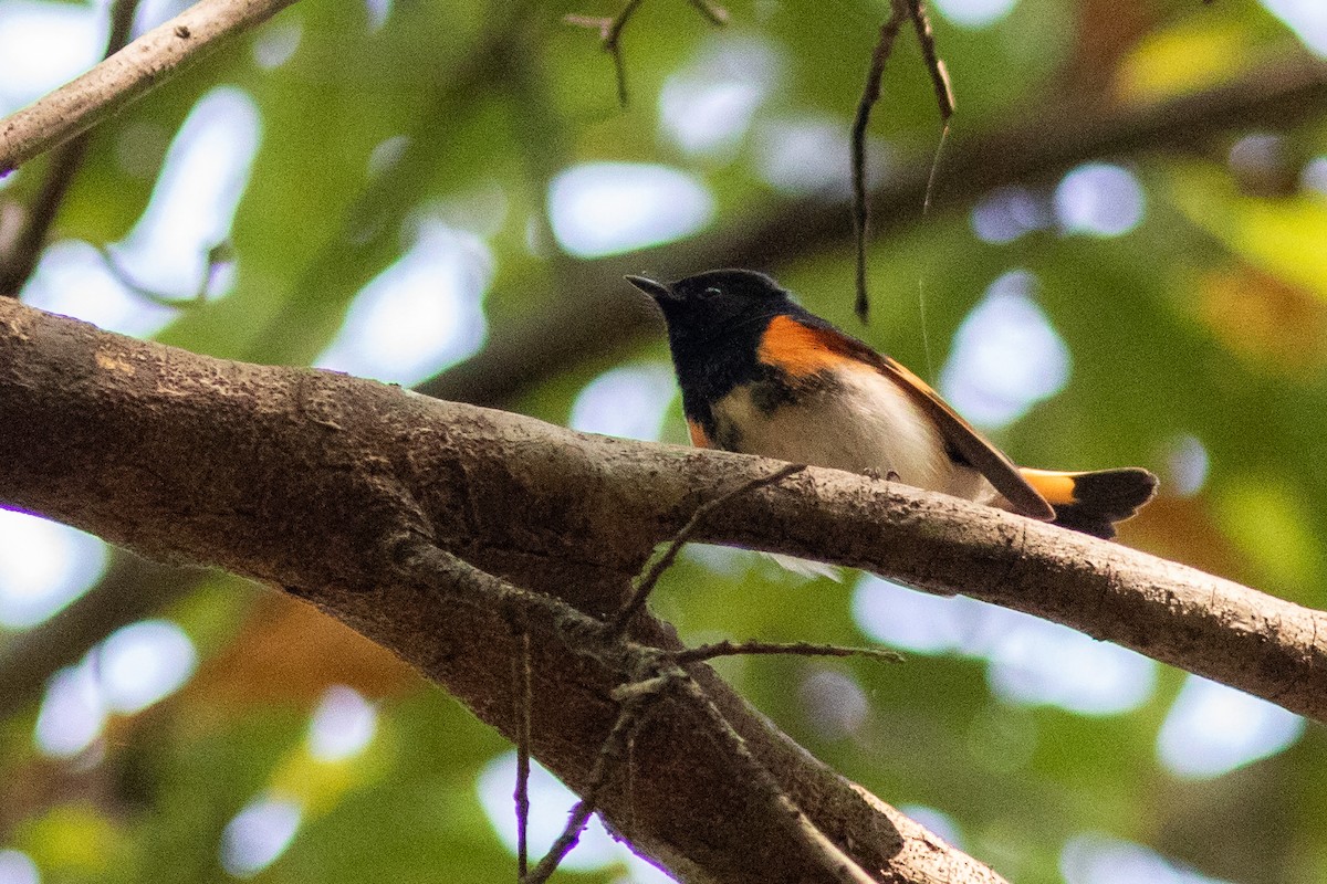 ML267855791 - American Redstart - Macaulay Library