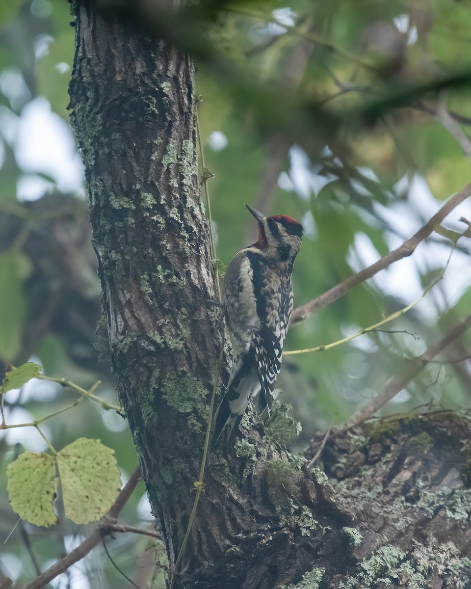 ML267857831 Yellow-bellied Sapsucker Macaulay Library