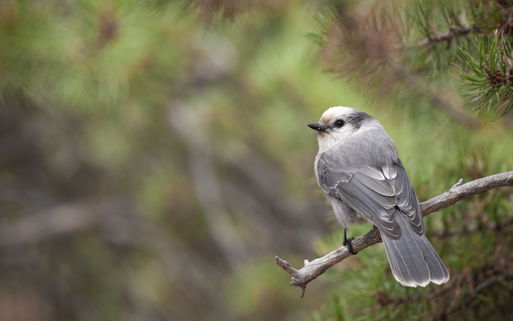 Canada Jay (Rocky Mts.) - eBird