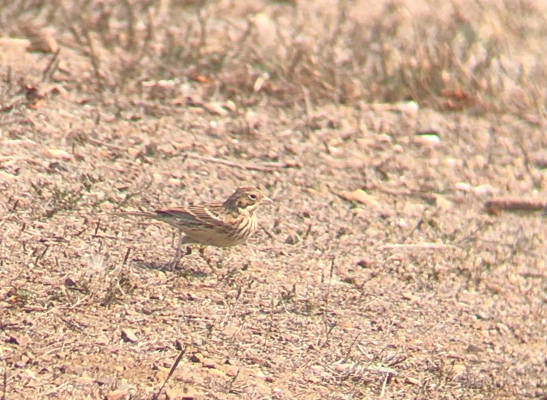 eBird Checklist - 2 Oct 2020 - Rodeo Lagoon - 22 species