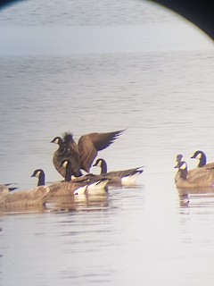 Illustrated Checklist - Comox--Point Holmes, Comox-Strathcona District ...