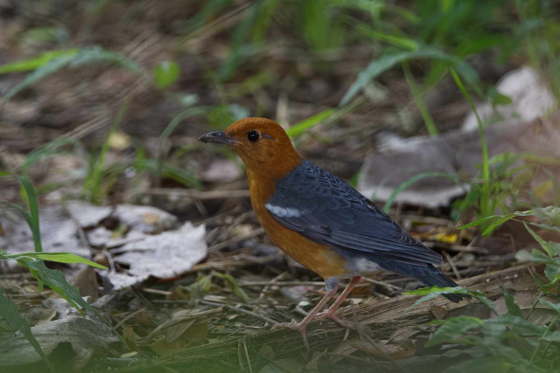 Grive à tête orange (groupe citrina) - eBird