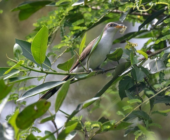 eBird Checklist - 4 Oct 2020 - Tall Cypress Natural Area - 55 species