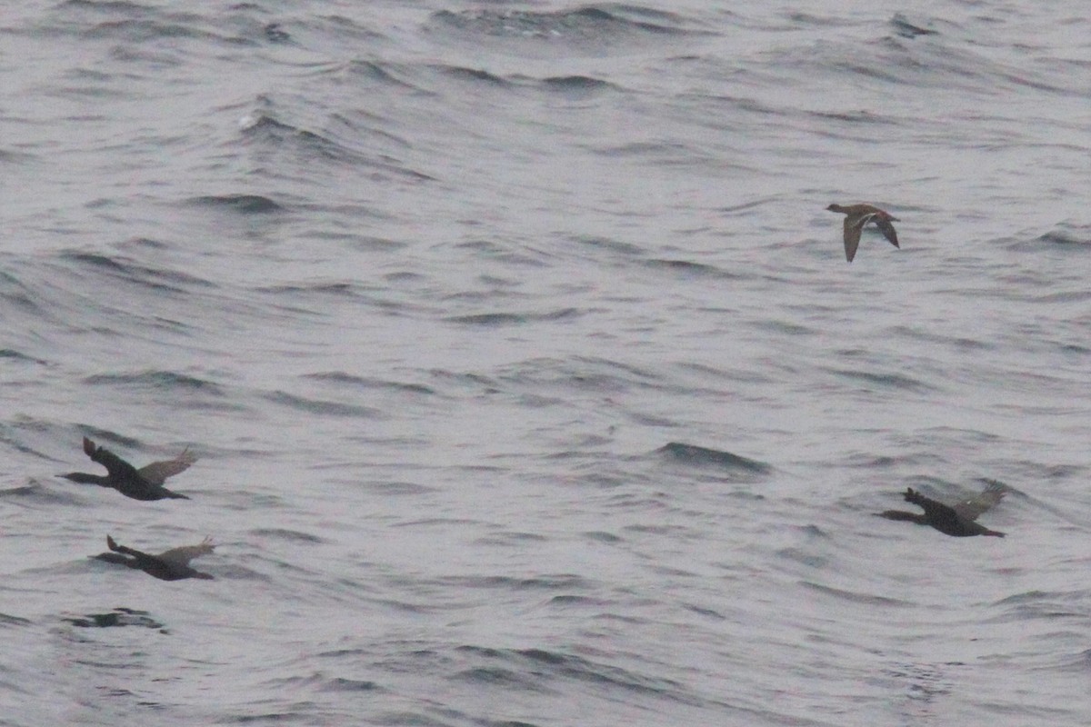 eBird Checklist - 4 Oct 2020 - East Sooke Regional Park--Beechey Head ...