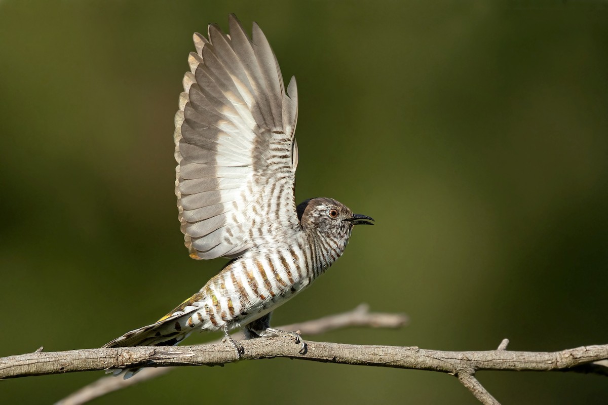 Shining Bronze-Cuckoo - Chrysococcyx lucidus - Media Search - Macaulay ...
