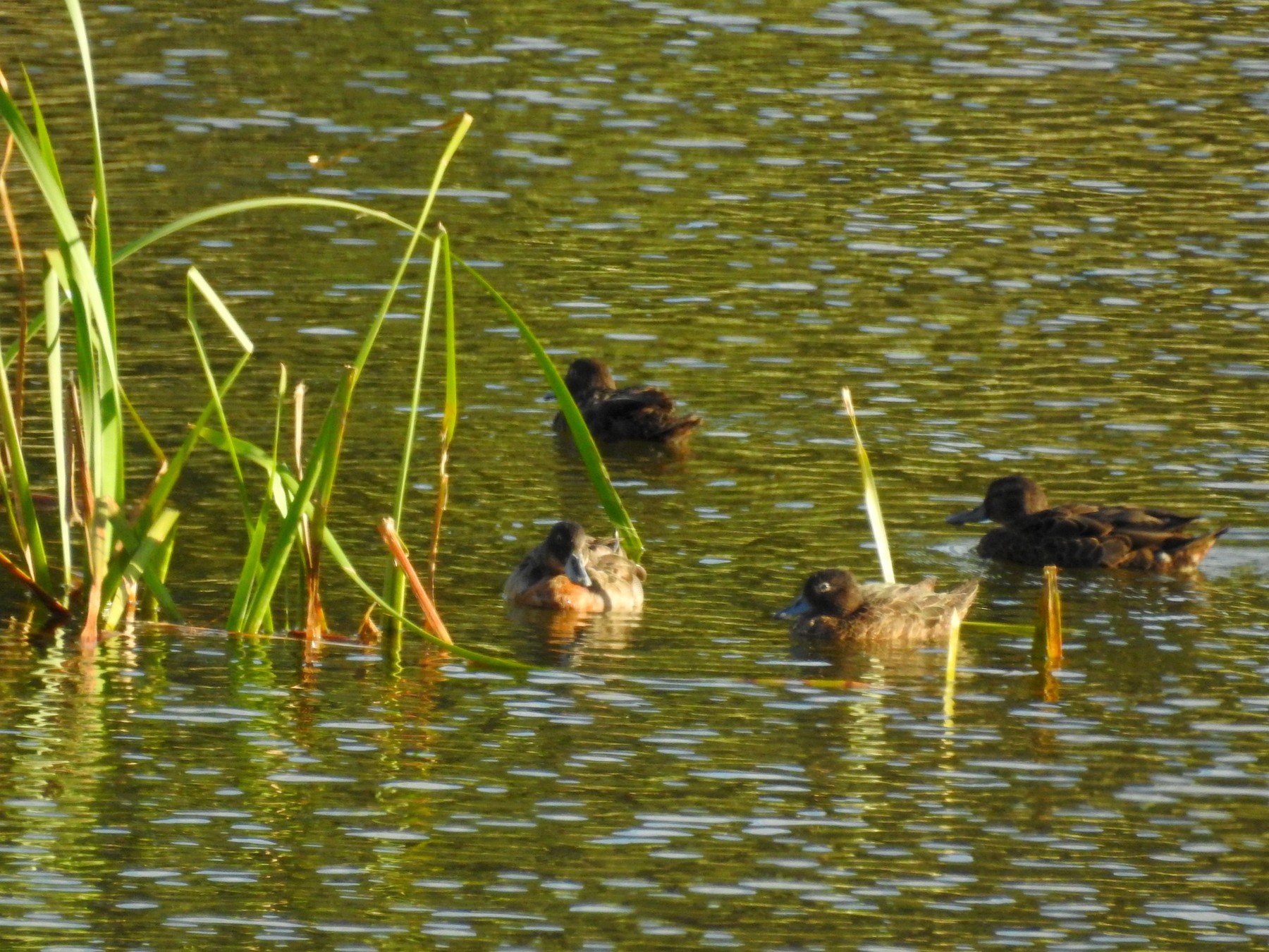 Mallard x Brown Teal (hybrid) - eBird