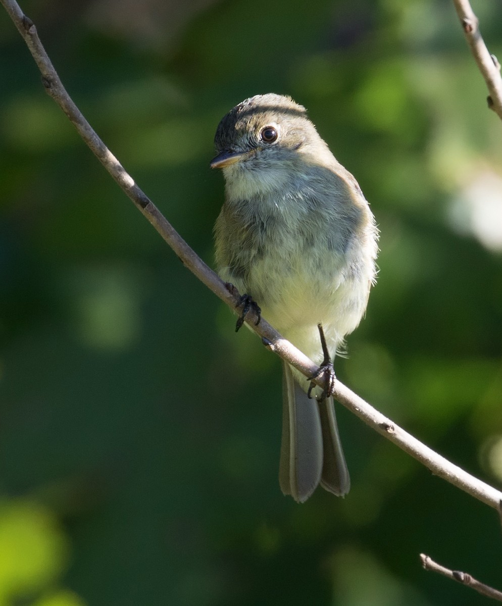 eBird Checklist - 5 Oct 2020 - Swan Harbor Farm Park - 68 species