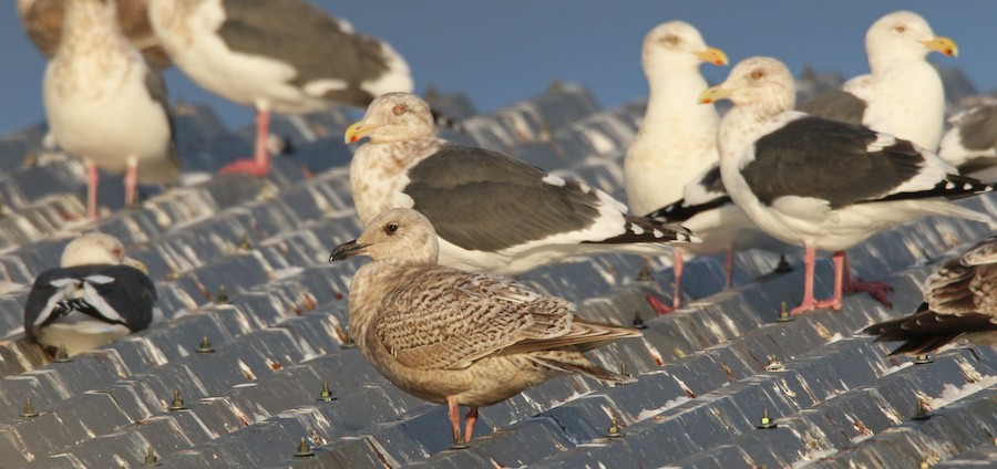 Slaty-backed x Glaucous Gull (hybrid) - eBird