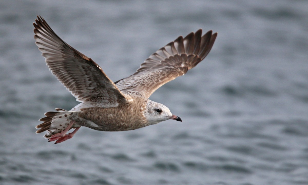 Common Gull - Larus canus - Media Search - Macaulay Library and eBird