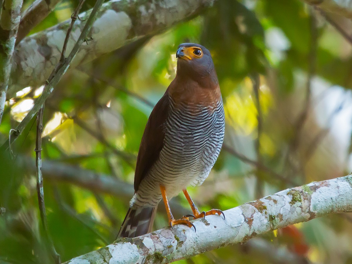 Barred Forest-Falcon - Micrastur ruficollis - Birds of the World