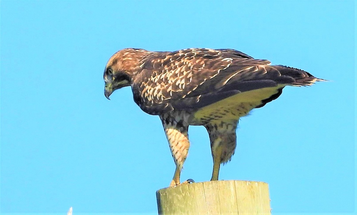 eBird Checklist - 5 Oct 2020 - Chase lagoon and VLA flats - 22 species ...