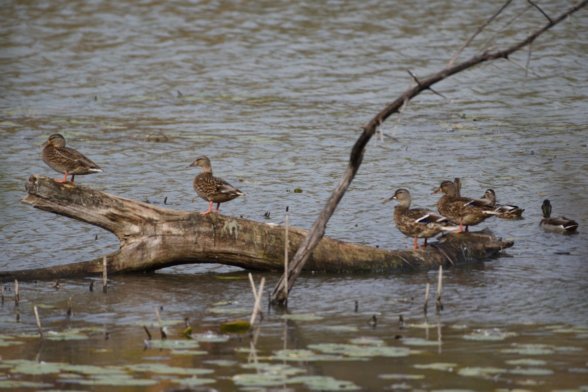 eBird Checklist - 6 Oct 2020 - Parc du Lac-Beauchamp - 18 species