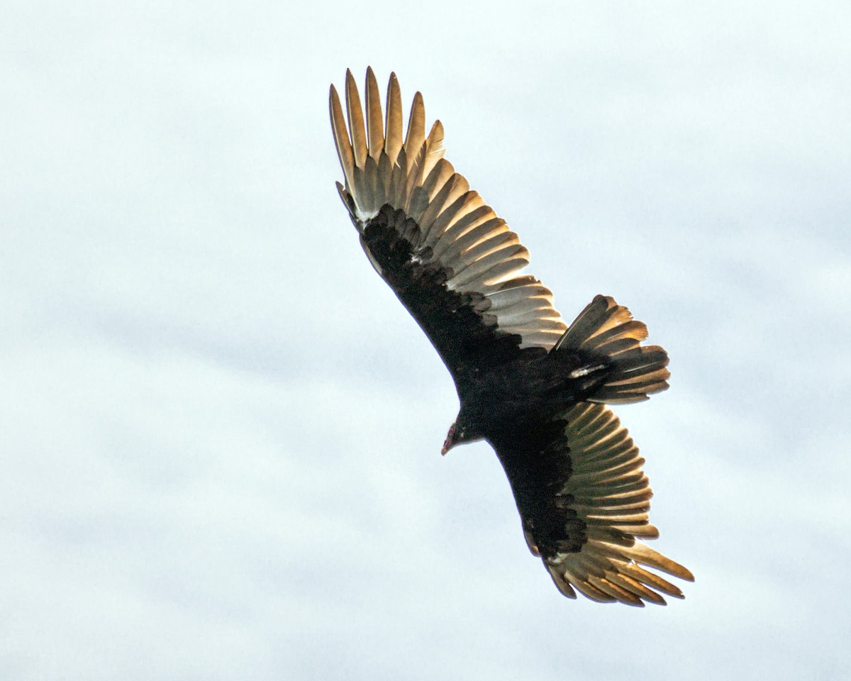 eBird Checklist - 5 Oct 2020 - Apalachicola Nature Center & River ...