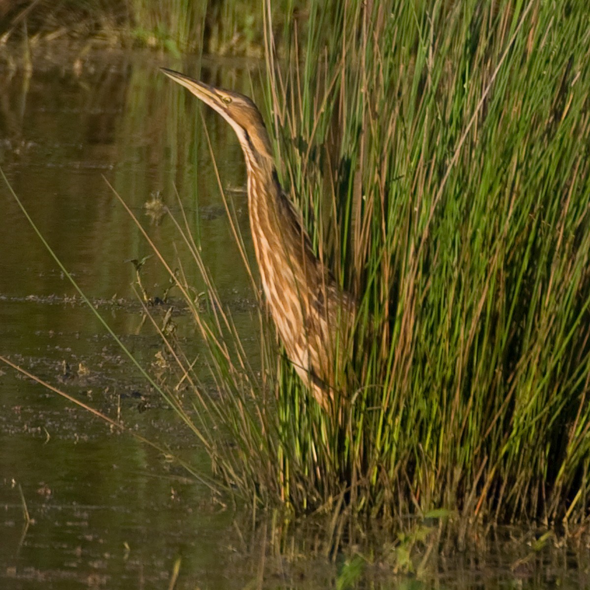 eBird Checklist - 3 Apr 2003 - Clyde Shepherd Nature Preserve - 3 species