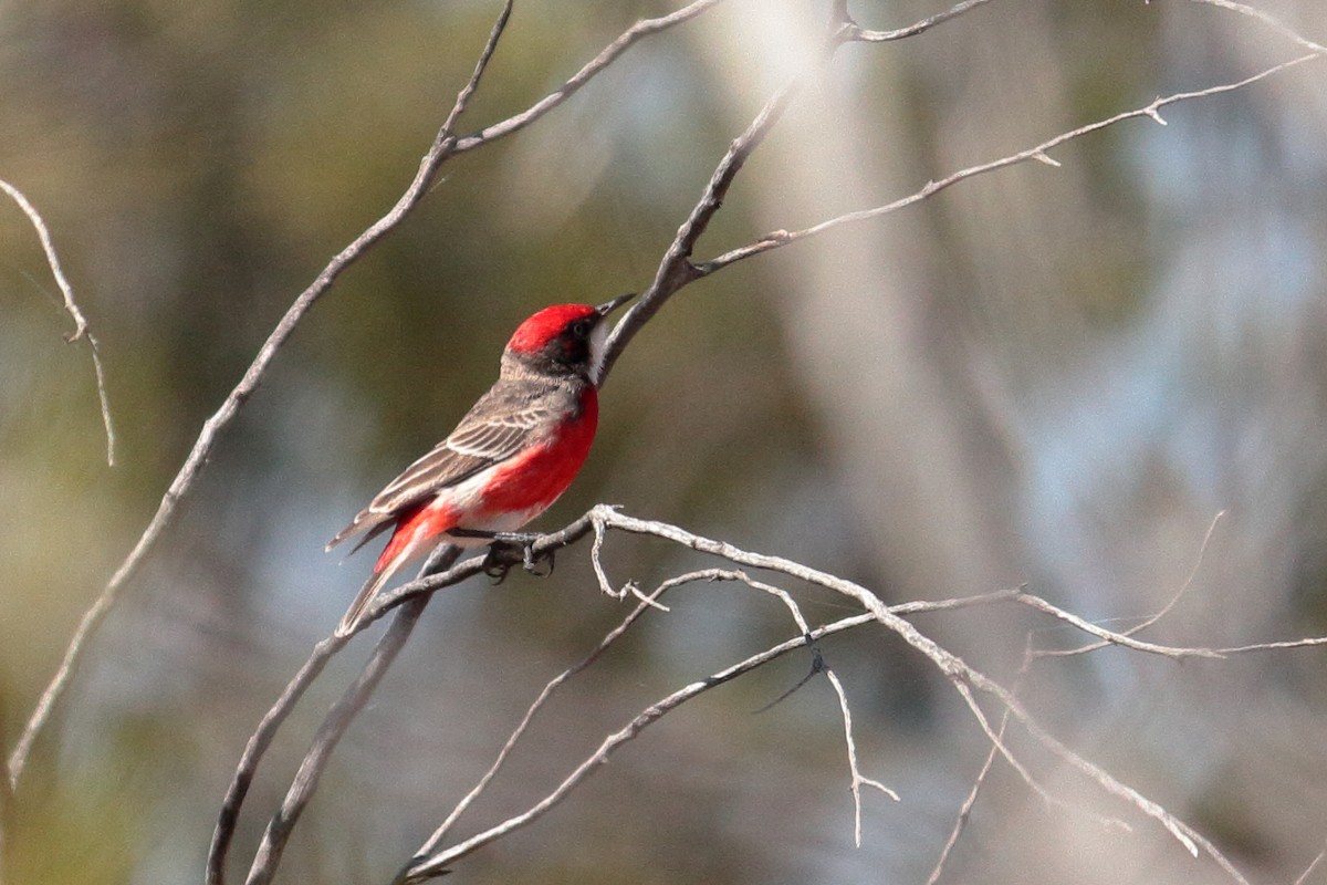 Queenslands Emblem Bird