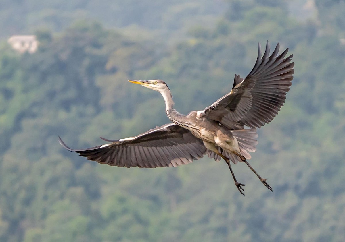 eBird Checklist - 1 Oct 2020 - Chobhar D/S Gorge - 1 species