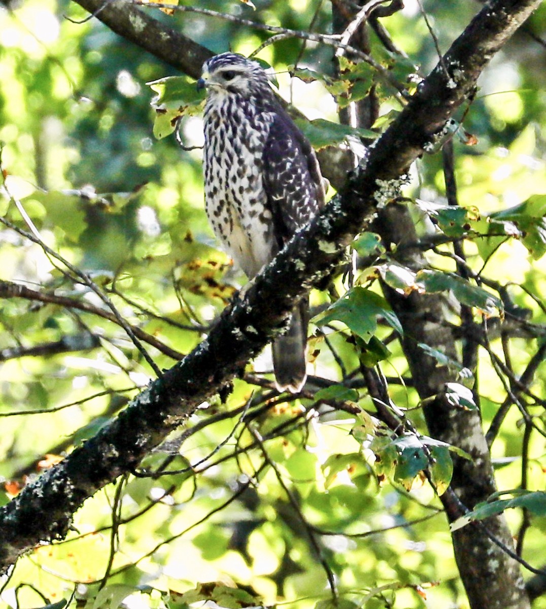 eBird Checklist - 20 Sep 2020 - Choctaw Lane Highlands NC - 28 species