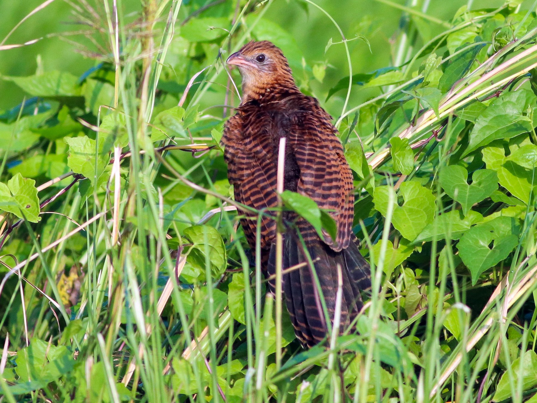 Lesser Coucal - eBird