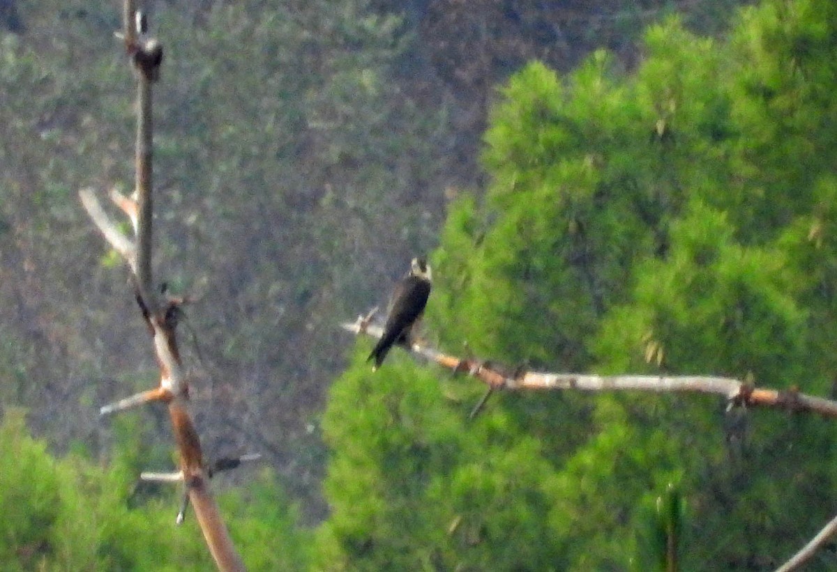 eBird Checklist - 8 Oct 2020 - Frank G. Bonelli RP/Puddingstone ...