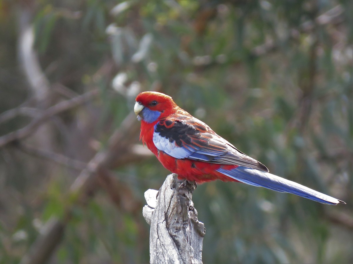 eBird Australia Checklist - 9 Oct 2020 - Callum Brae Nature Reserve ...