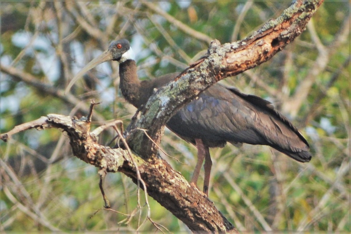 White-shouldered Ibis - Pseudibis davisoni - Birds of the World