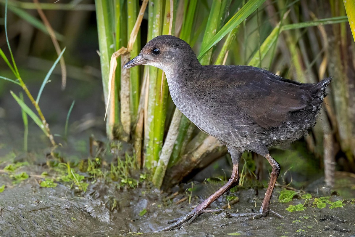 eBird Checklist - 2 Oct 2020 - Manohara River - 1 species