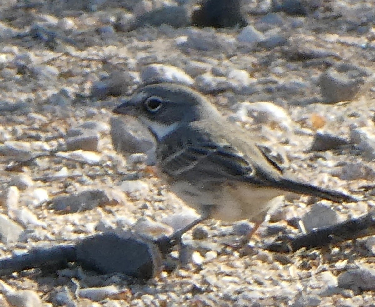 eBird Checklist - 11 Oct 2020 - Arthur Pack Regional Park - 37 species ...