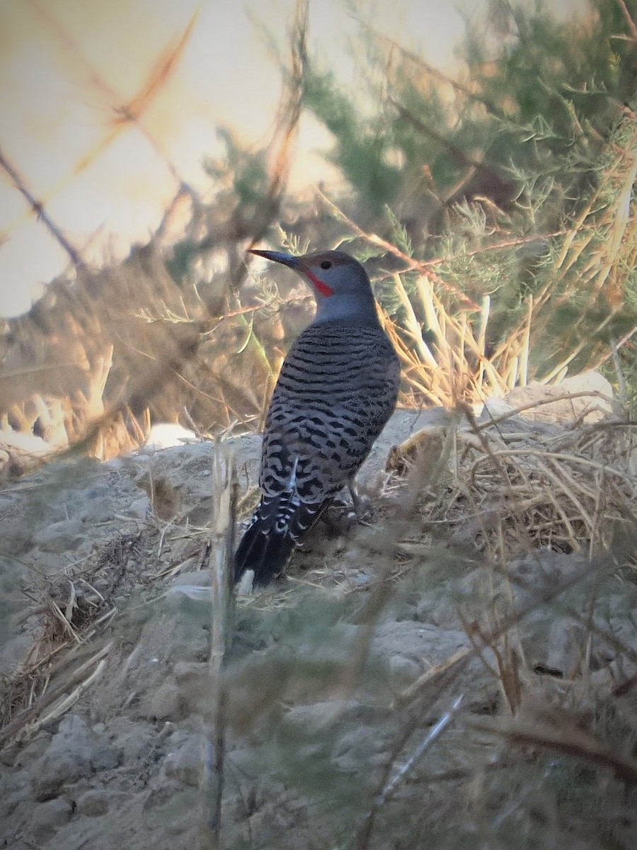 eBird Checklist - 11 Oct 2020 - Piute Ponds (permit required) - 8 species