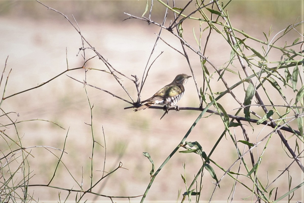 eBird Checklist - 3 Sep 2020 - Bartons Crossing, Narriearra (restricted ...