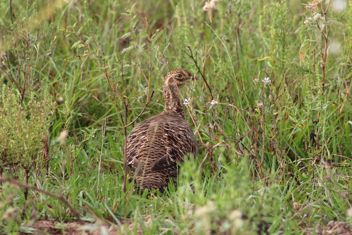 eBird Checklist - 12 Oct 2020 - Attwater Prairie Chicken NWR (CTC 004 ...