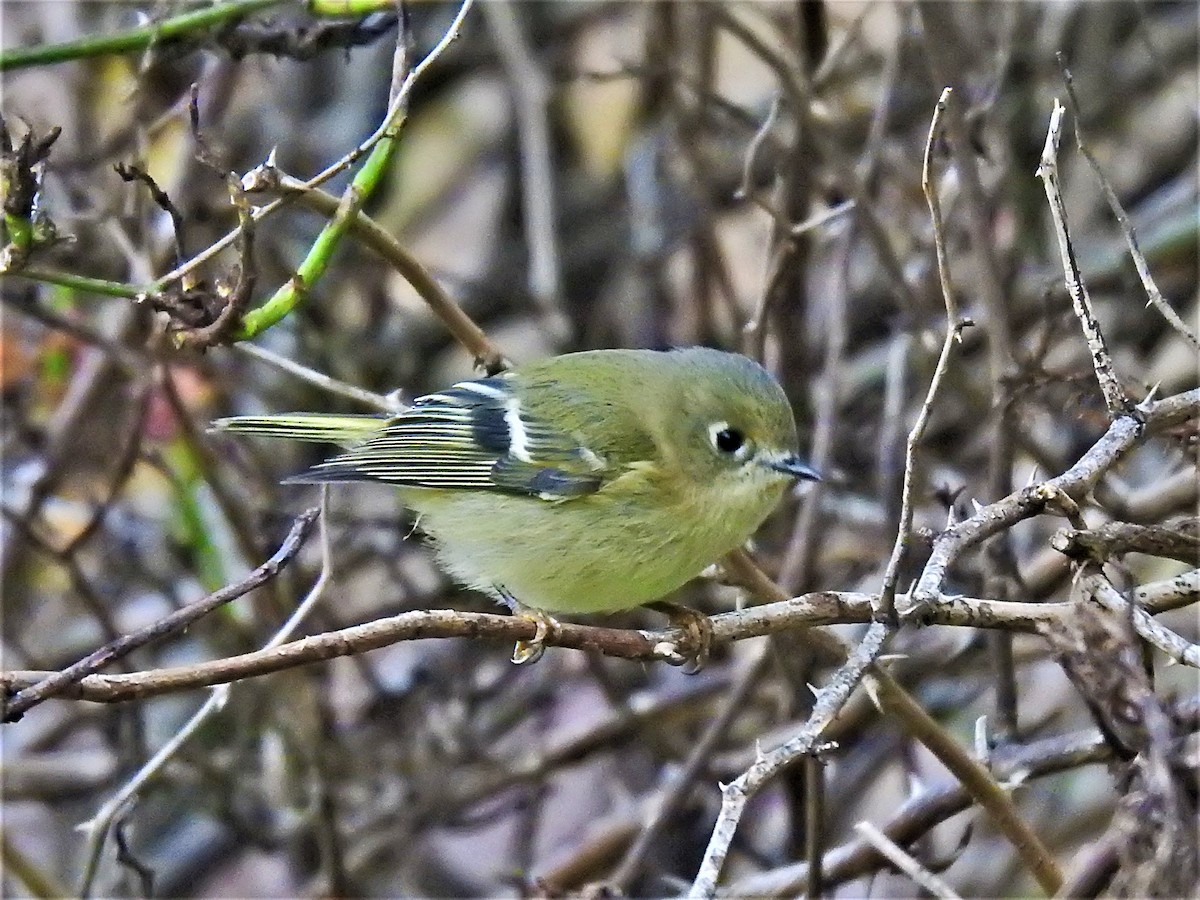 eBird Checklist - 12 Oct 2020 - Jay's Home - 16 species