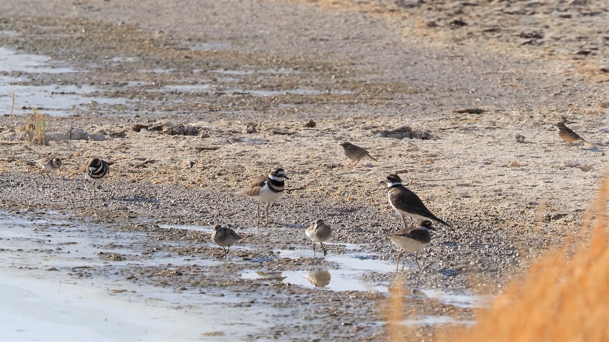 eBird Checklist - 10 Oct 2020 - Tecopa Marsh - 14 species (+2 other taxa)