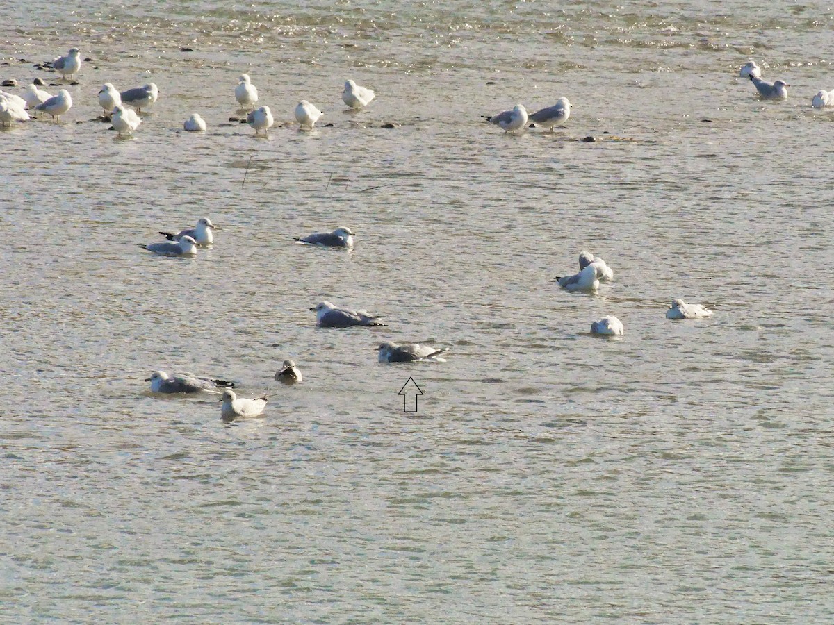 eBird Checklist - 12 Oct 2020 - Edmonton--Rundle Park - 12 species