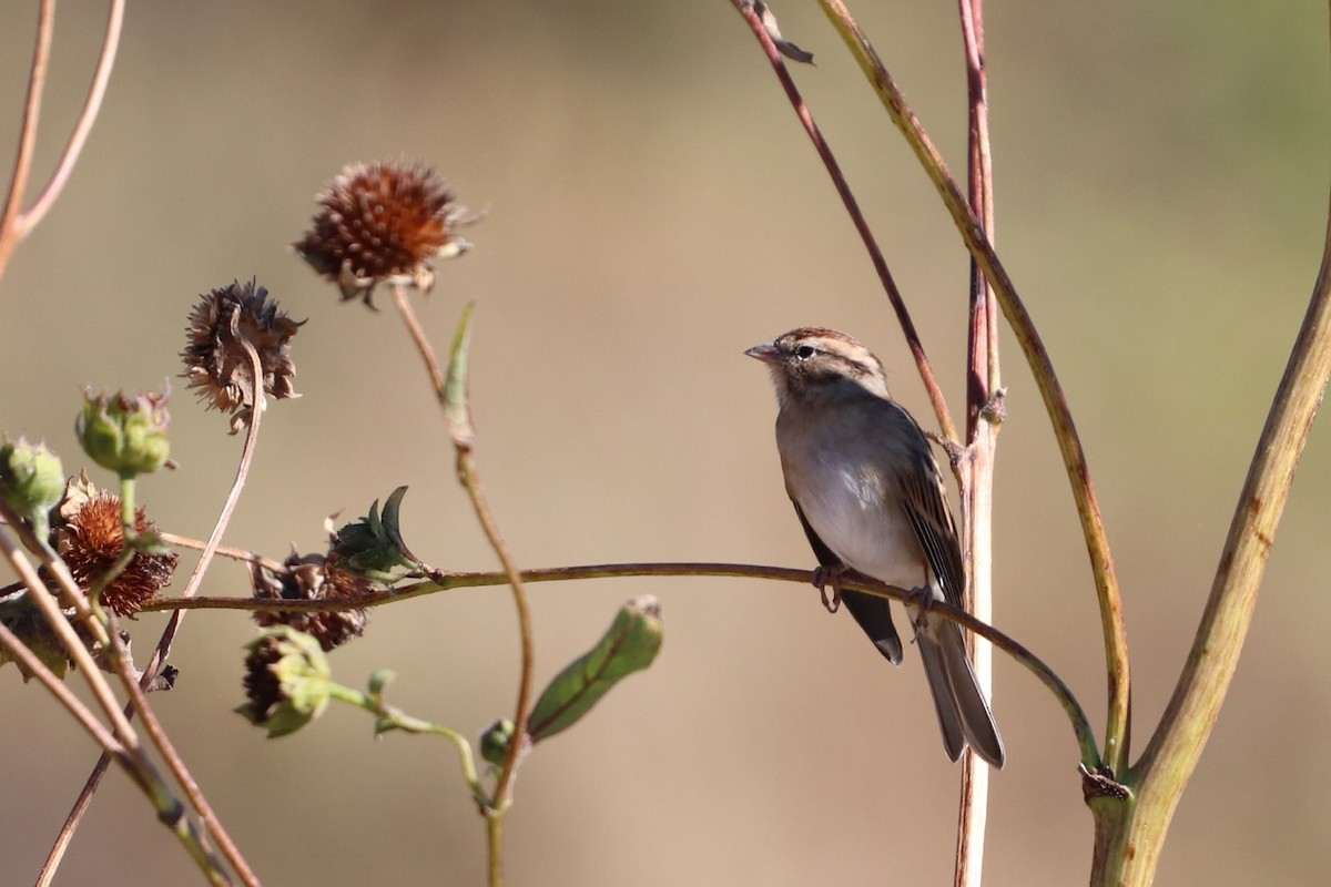 eBird Checklist - 12 Oct 2020 - Spring Creek Prairie--center and trails ...