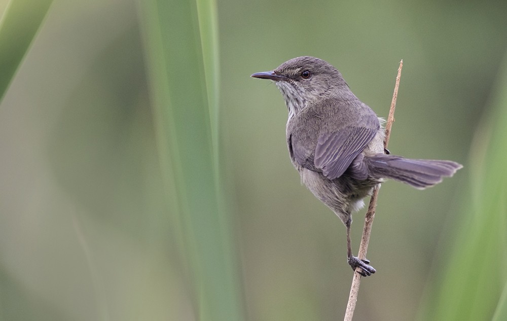 Madagascar Swamp Warbler - Acrocephalus newtoni - Birds of the World