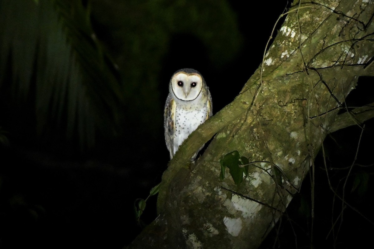 eBird Checklist - 18 Aug 2020 - Maiala Rainforest Walk, Mt Glorious - 1 ...