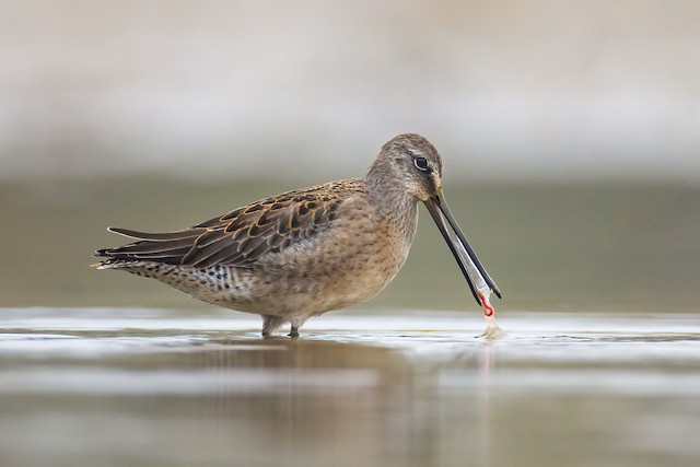 Long Billed Dowitcher Juvenile