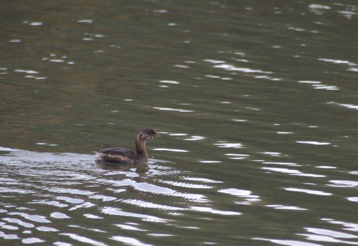 eBird Checklist - 10 Oct 2020 - Markham--Milne Dam Conservation Park ...
