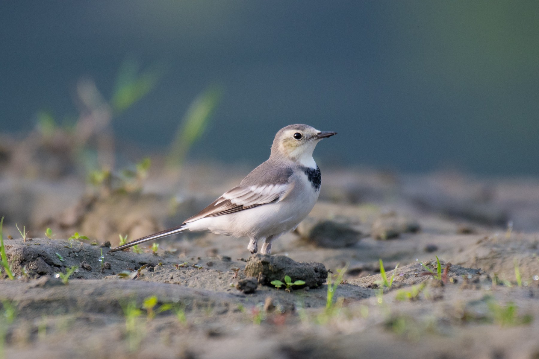 นกอุ้มบาตร (หน้าขาวหลังดำ) - eBird